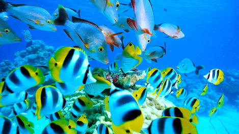 About French Polynesia and Country Statistics